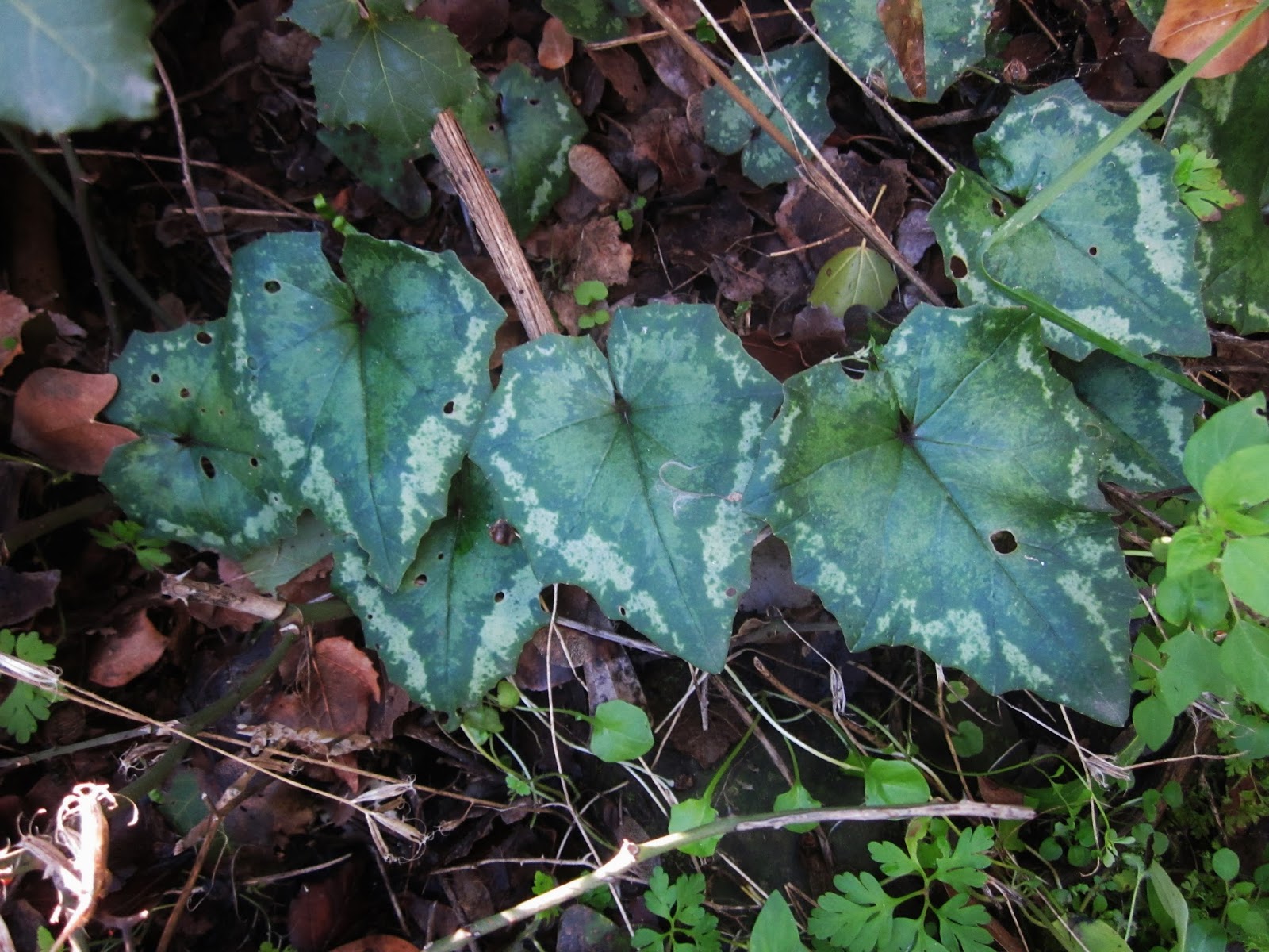Biodiversity of Cyprus by NGO Protection of the Natural Heritage and ...
