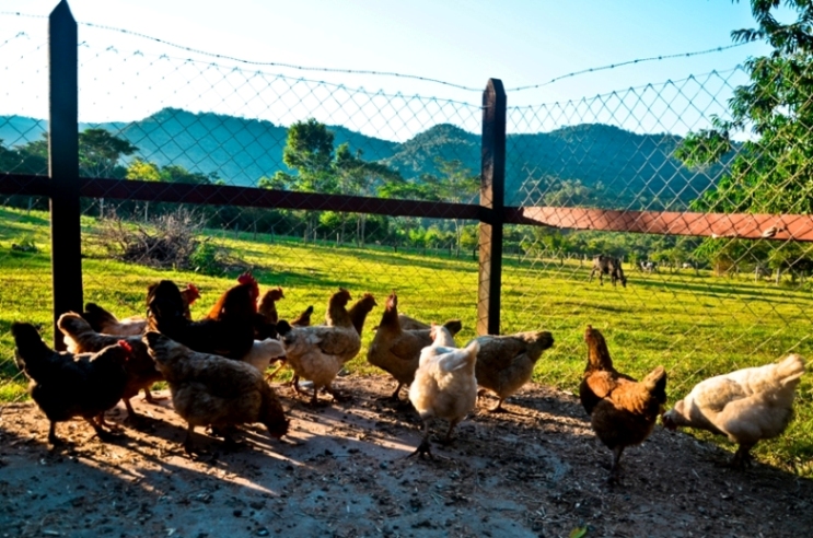 La granja | Granja Francisca