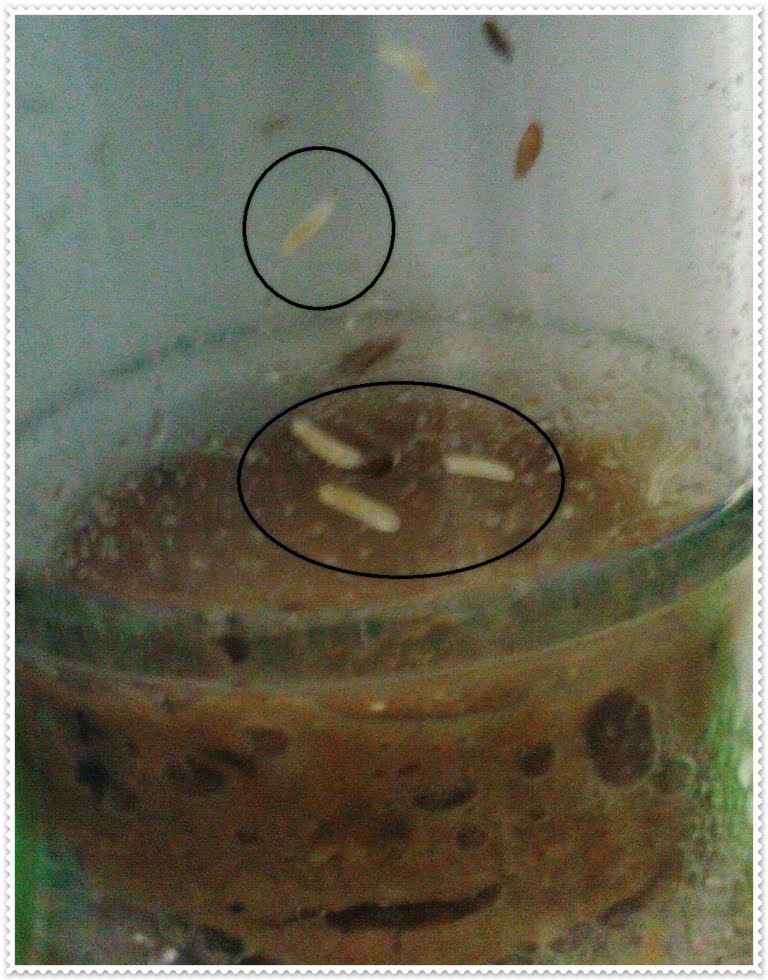Ukuran larva instar III ada yang mencapai 1 cm. Bagian mulut yang ...