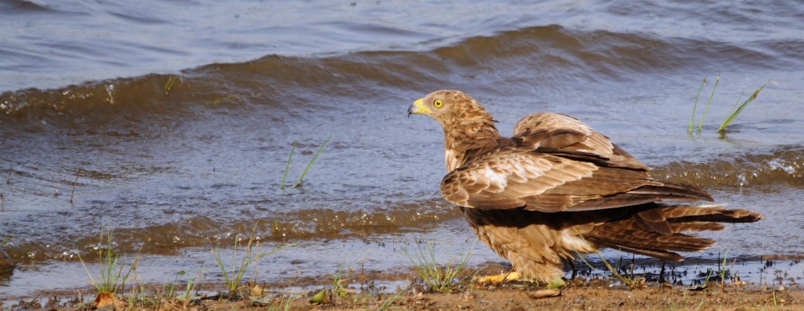 Zunka Bhakri......: On trail of Tiger @ Tadoba-Kolsa