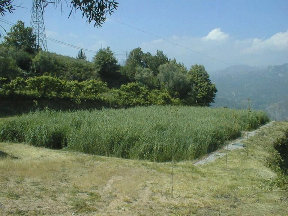 Phragmit - Tratamento de Esgoto por Fito Etars