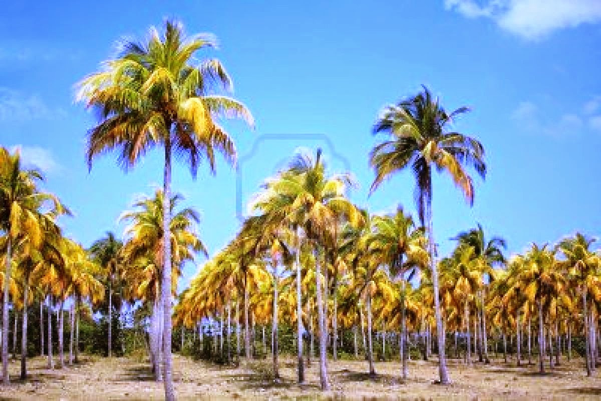 Los Gavirias de Sopetrán: ¿Qué es una palma cocotera?