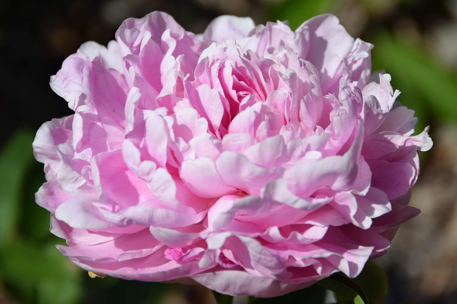 Southern Peony: May 2018