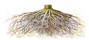 LAS PLANTAS: Partes de una planta