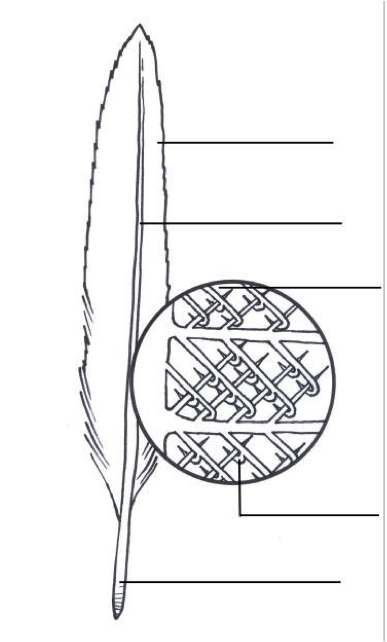 TAGARNO: Fjer - et biologisk aspekt