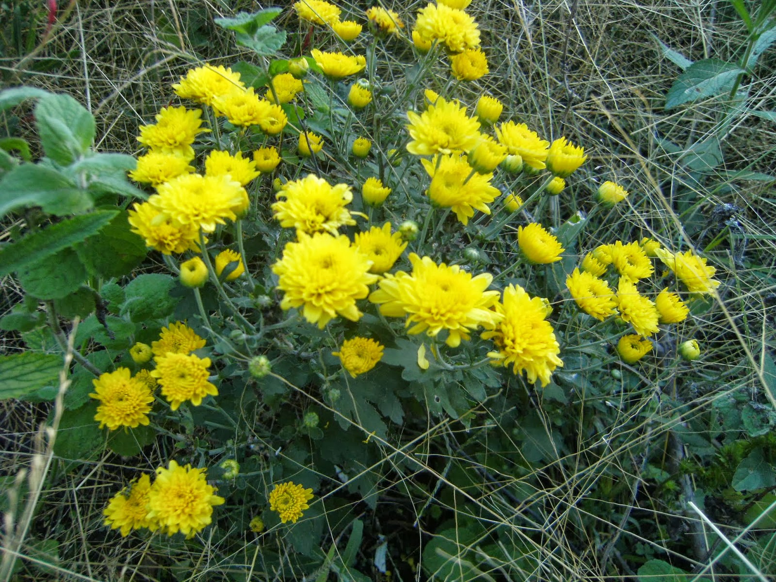 See the Beauty in the Ordinary: A Kansas Country Garden: Bad Plant Momma!