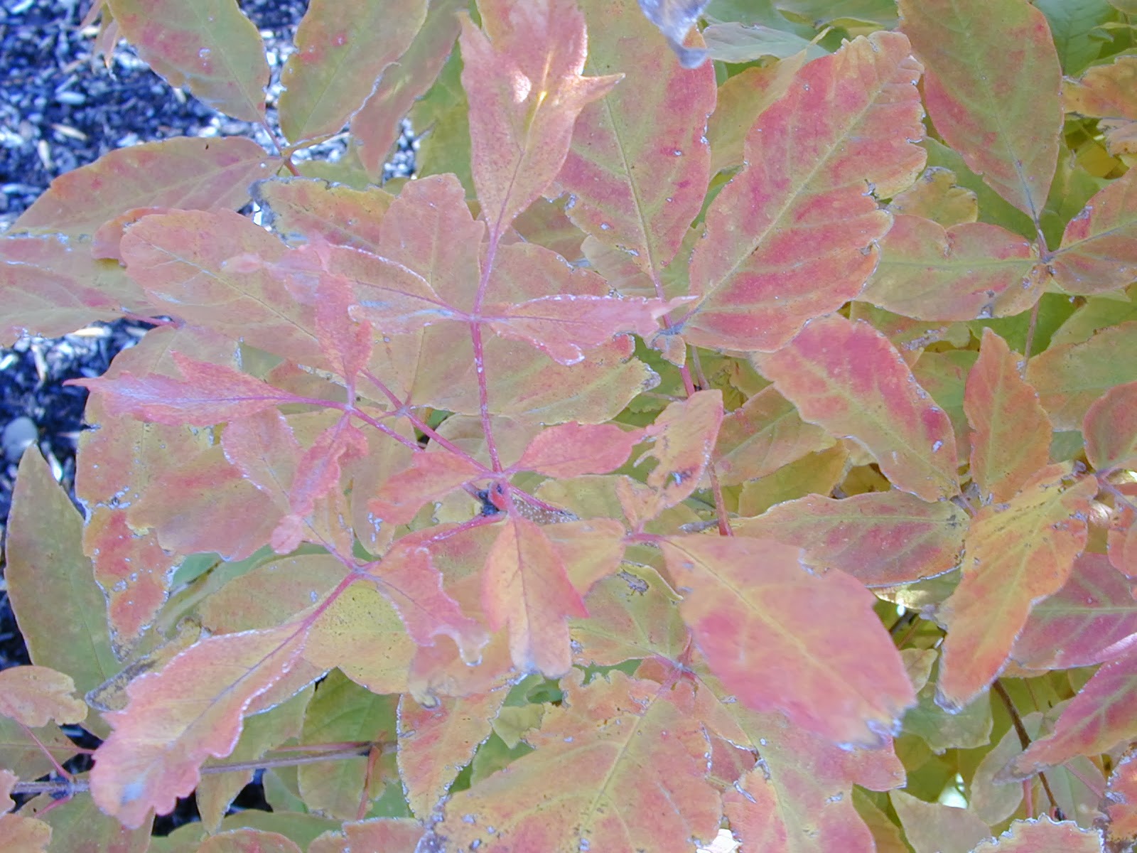 Trees of Santa Cruz County: Acer triflorum - Three-flowered maple