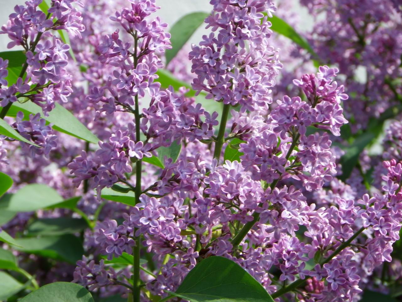 La fleur de lilas
