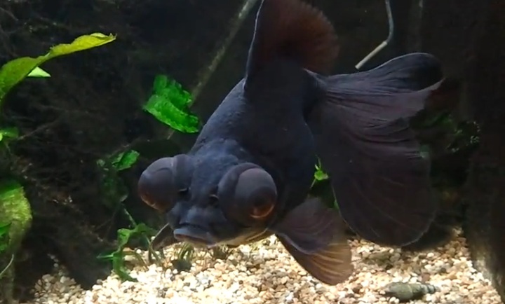 Fish Care: gold fish breeding at home