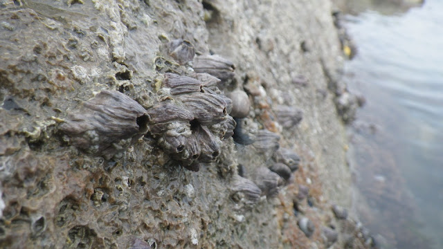 Rock Pooling: Rock Pooling Destination: Worms Head, Wales