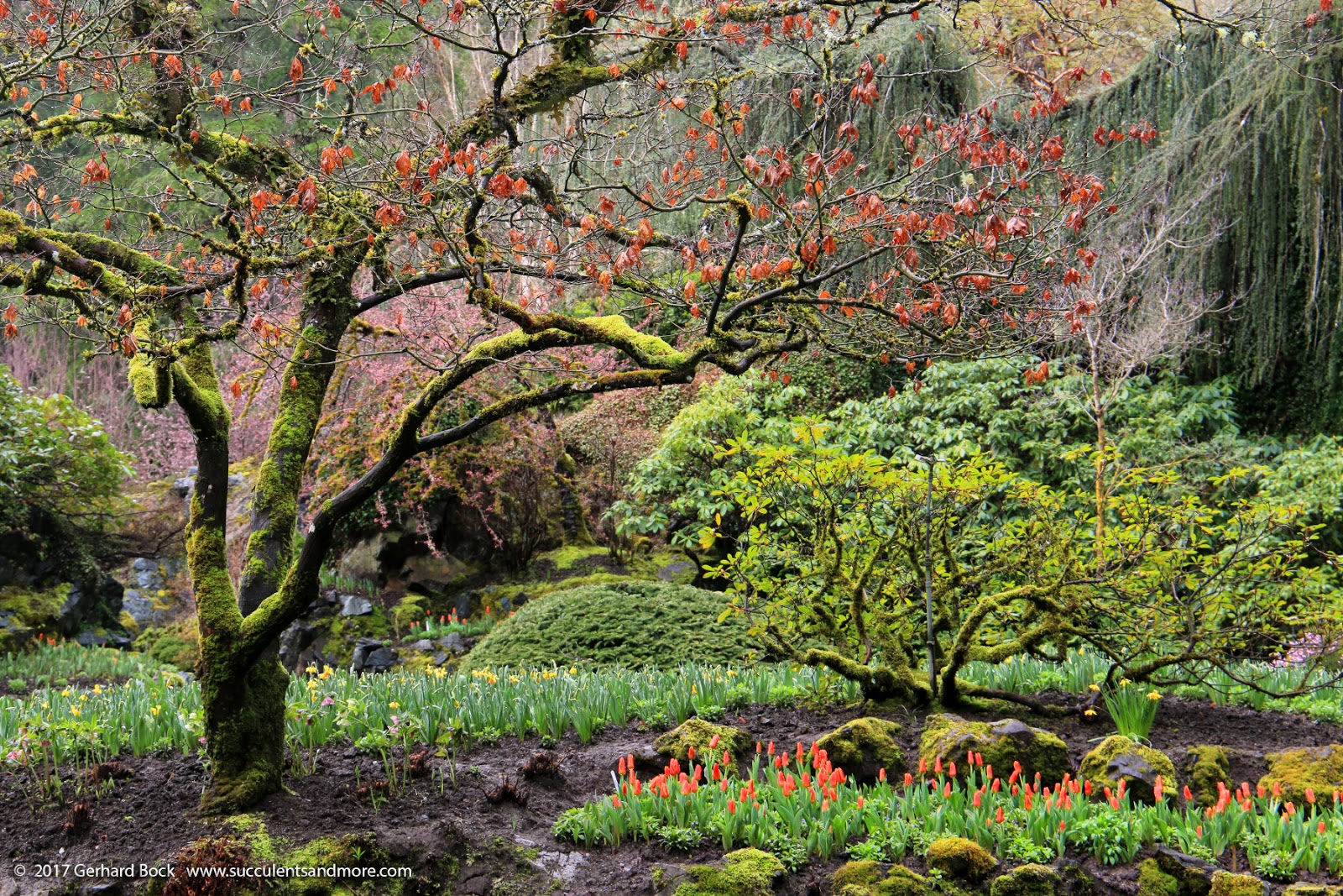 Butchart Gardens on the cusp of spring