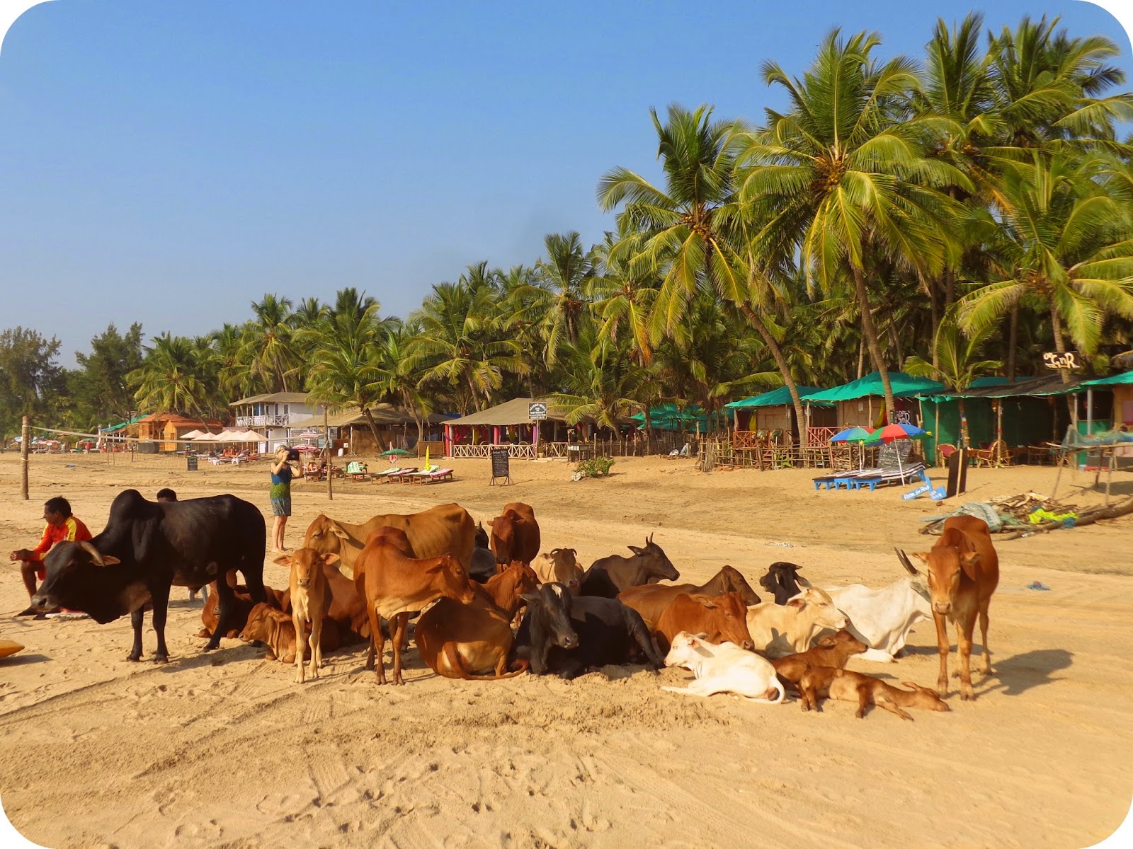 Vintage Vixen: Life's A Beach - Adventures in Goa & Beyond