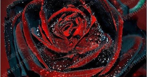 Black Rose - Beautiful Summer Exotic Garden Plants and Flowers