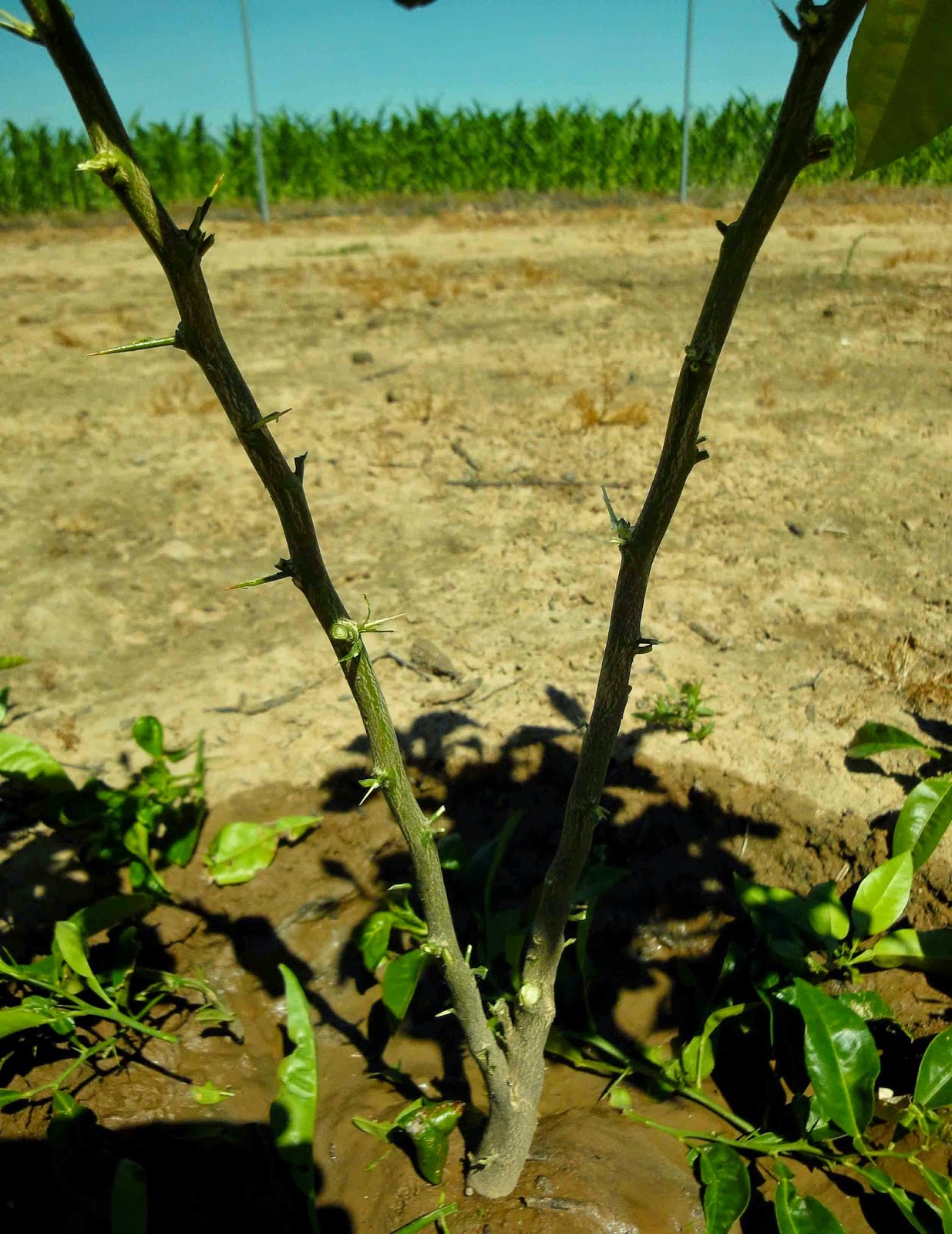 El Sello Verde: Injertando naranjos