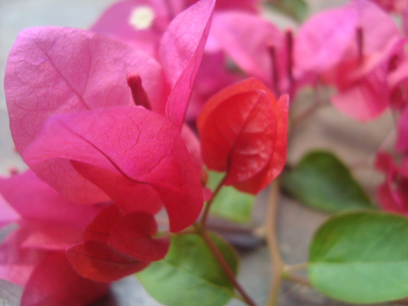 NATURAL PHOTOS AND WALLPAPERS: KAKITHA POO