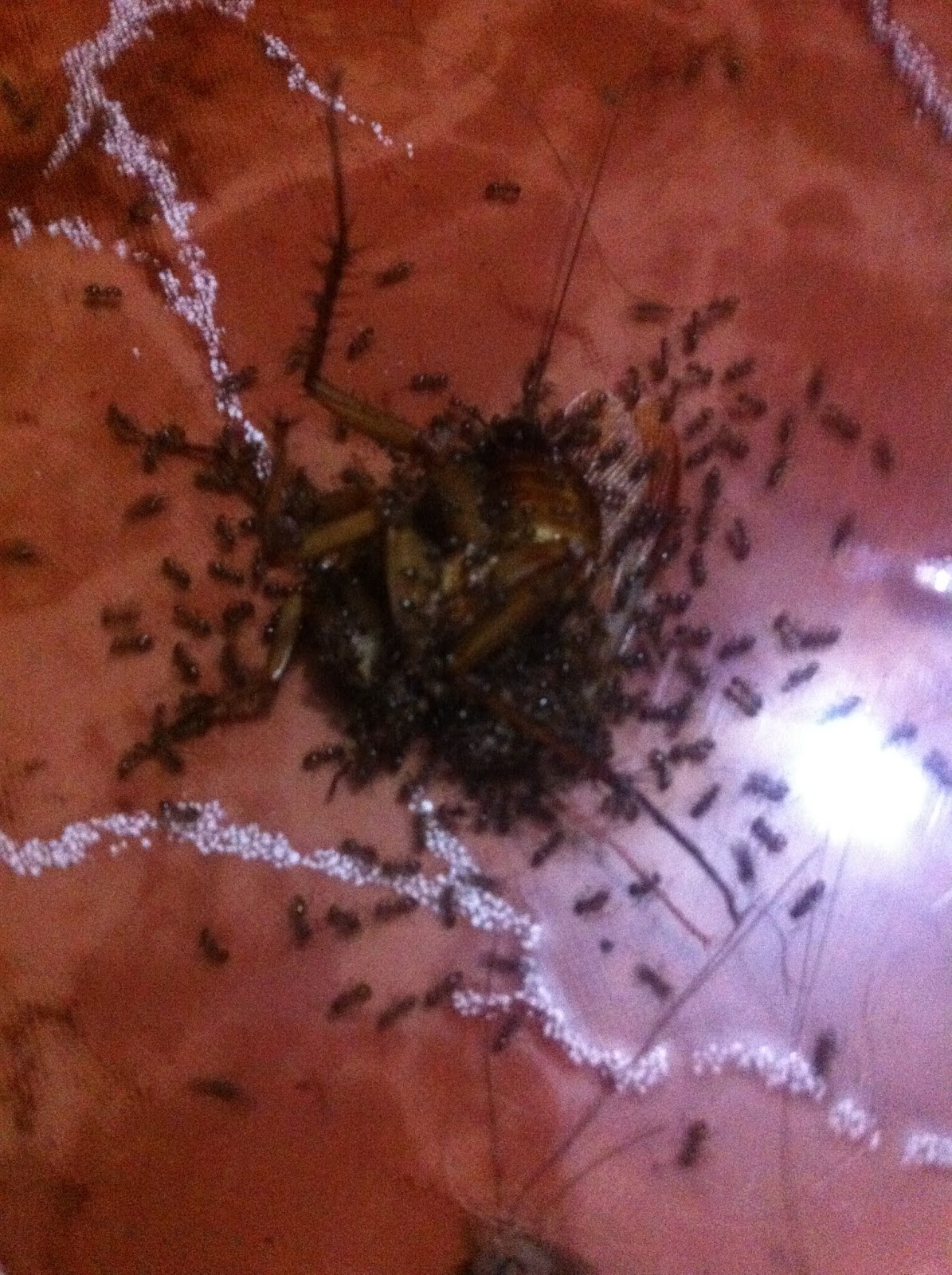 The Sheppard Family~Living and Loving Haiti : Cockroach Invasion