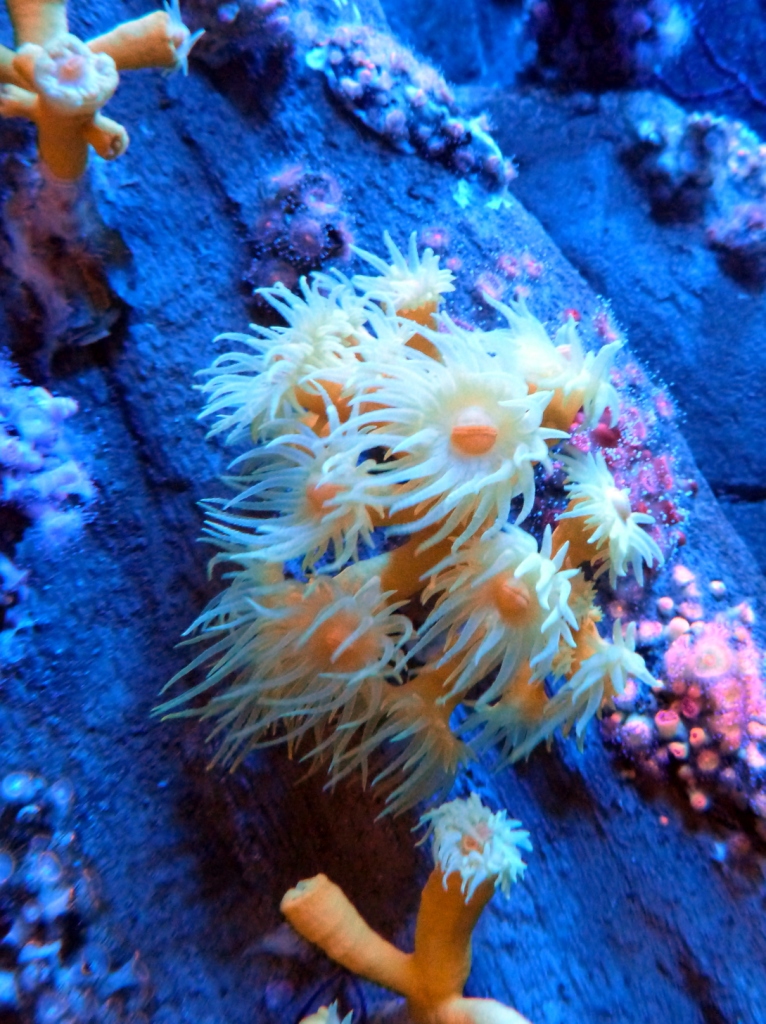 Taxonomía invertebrados no artrópodos: Cnidarios