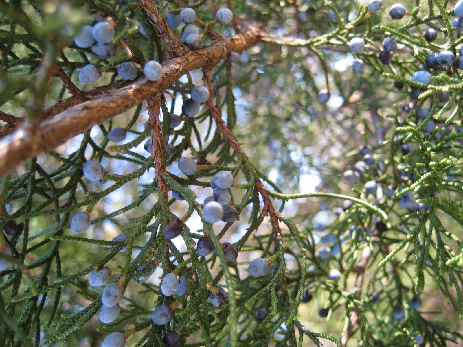 Discovering His Creation: Eastern Red Cedar (Juniperus virginiana)