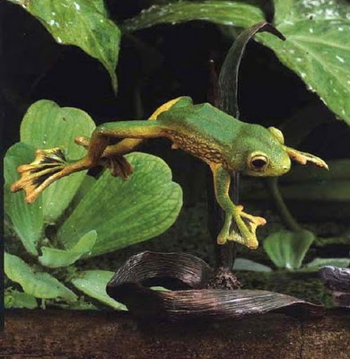 10 Hewan selain burung dan serangga yang bisa terbang | Fauna Gue