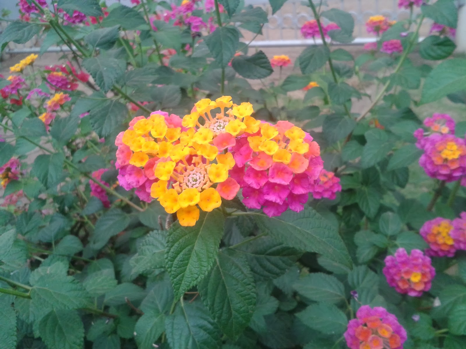 explorerkerala.com: Lantana, Kongini flower- the traditional flower of ...
