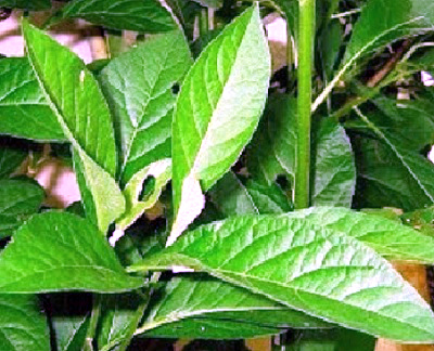 11 Benefit of African Leaves for health