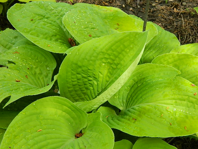 Roth Daylilies: Hosta and Succulents