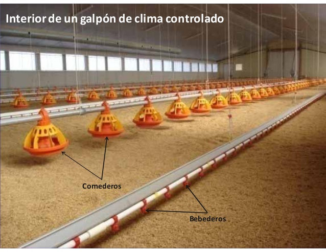 Instalaciones Y Equipos Para Producción De Gallinas Ponedoras: Galpón ...