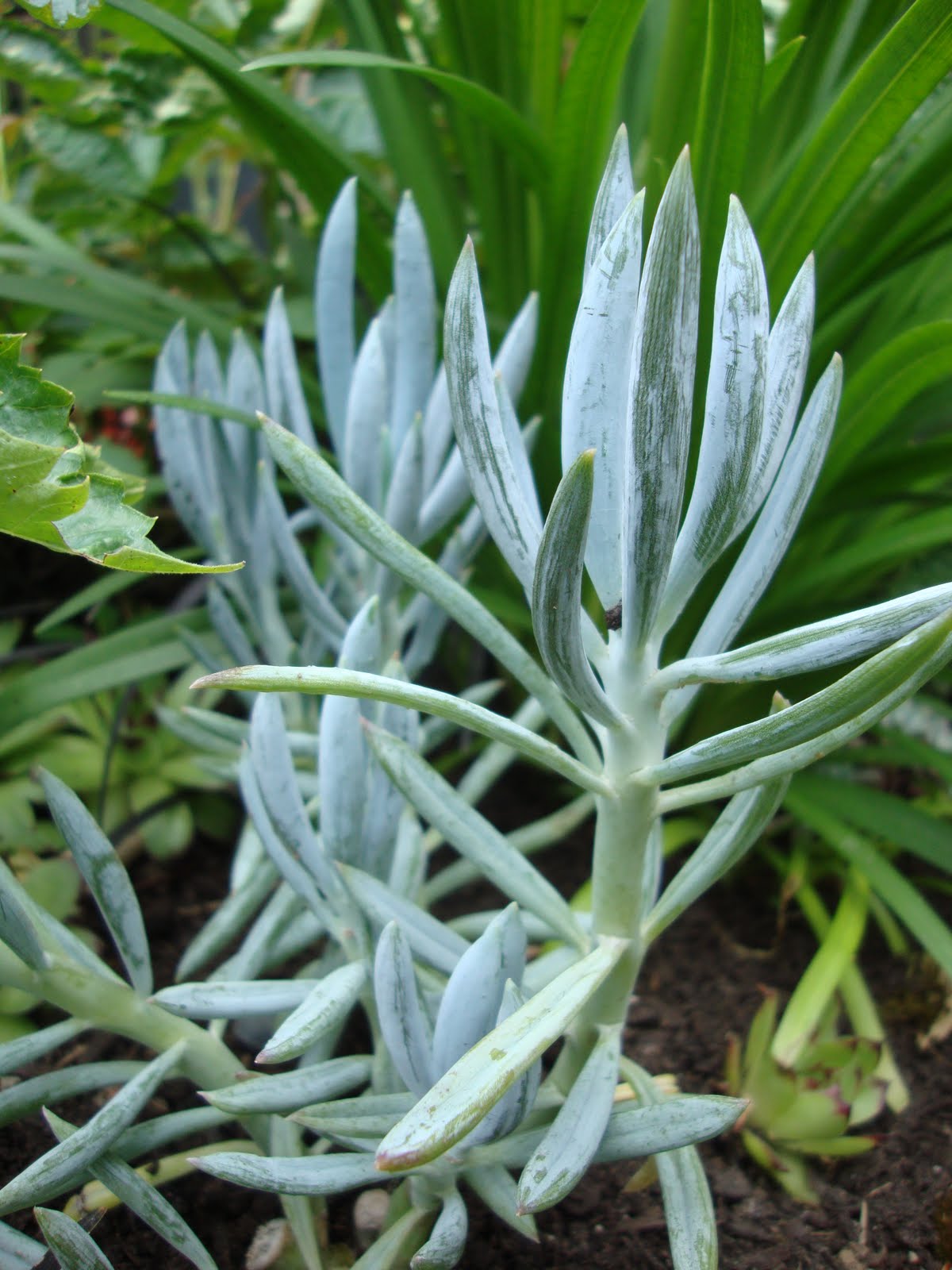 danger garden: Blue in the garden