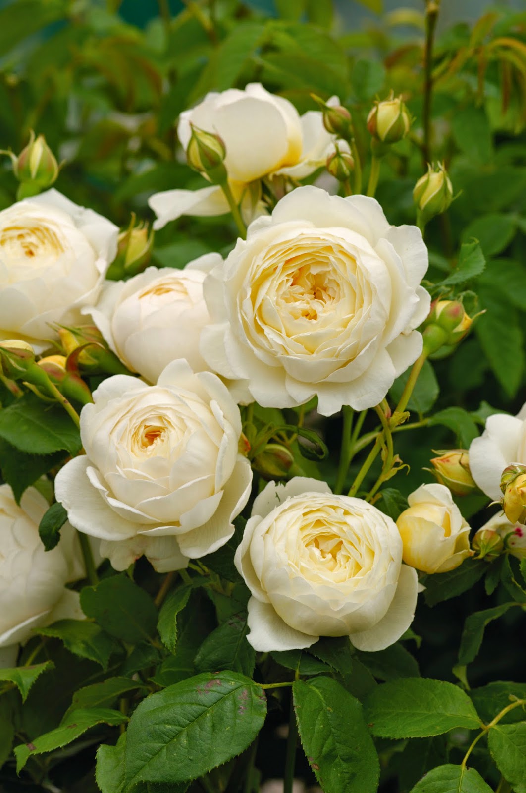 Coming Up Roses: Expert Rose Advice from Witherspoon Rose Culture: 2015 ...