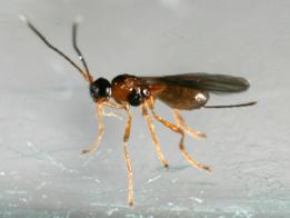 Parasite of the Day: Asobara japonica