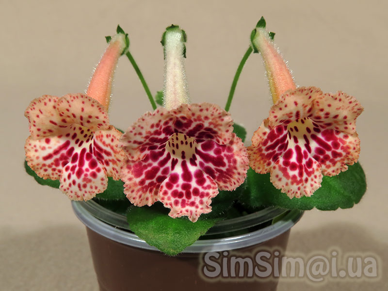 Beauty will save the world!!!