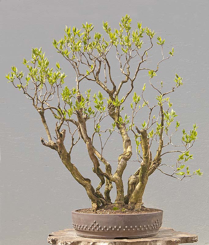 Walter Pall Bonsai Adventures: lilac #8