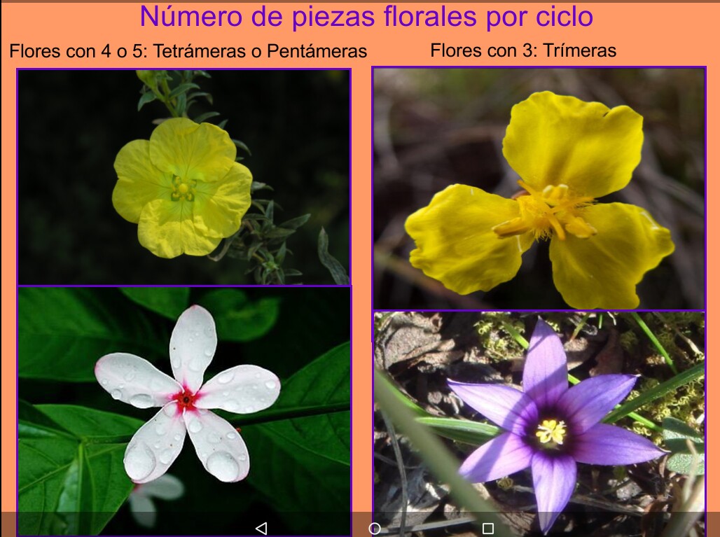 4. La Flor - Botánica integra