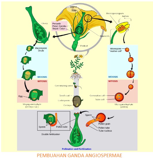 BIOLOGI GONZAGA: ANGIOSPERMAE - GYMNOSPERMAE