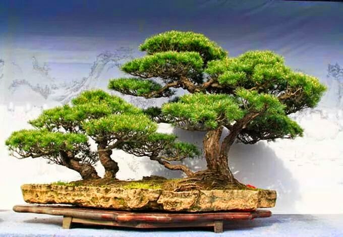 Exposiciones Bonsái: Recopilación de Bonsáis estilo Bosque (1)