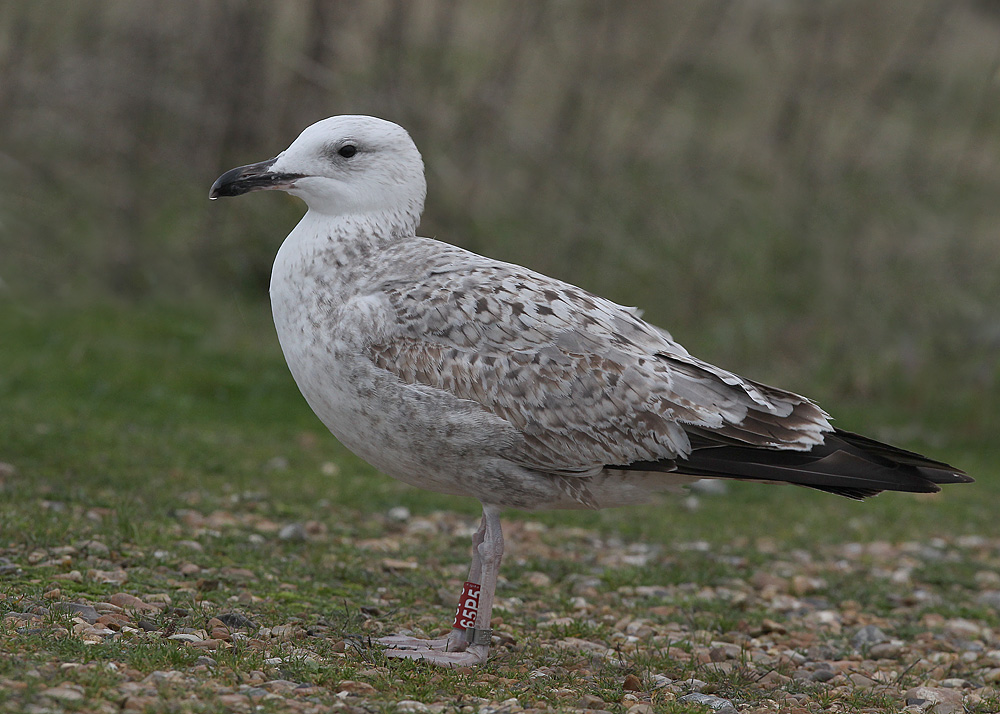 Richard Smith - Birdwatching Days Out: CASPIAN GULL, 1st winter, Red ...