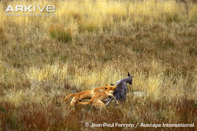 Etología Familiar: El dingo: ¿el perro más listo?