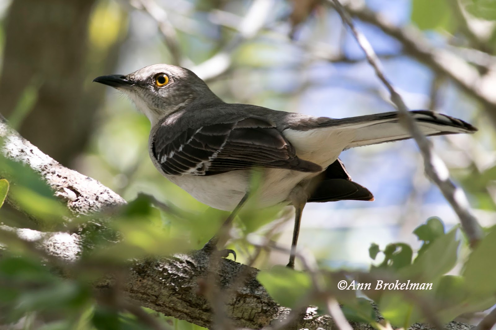 Ann Brokelman Photography: Northern Mockingbird Florida