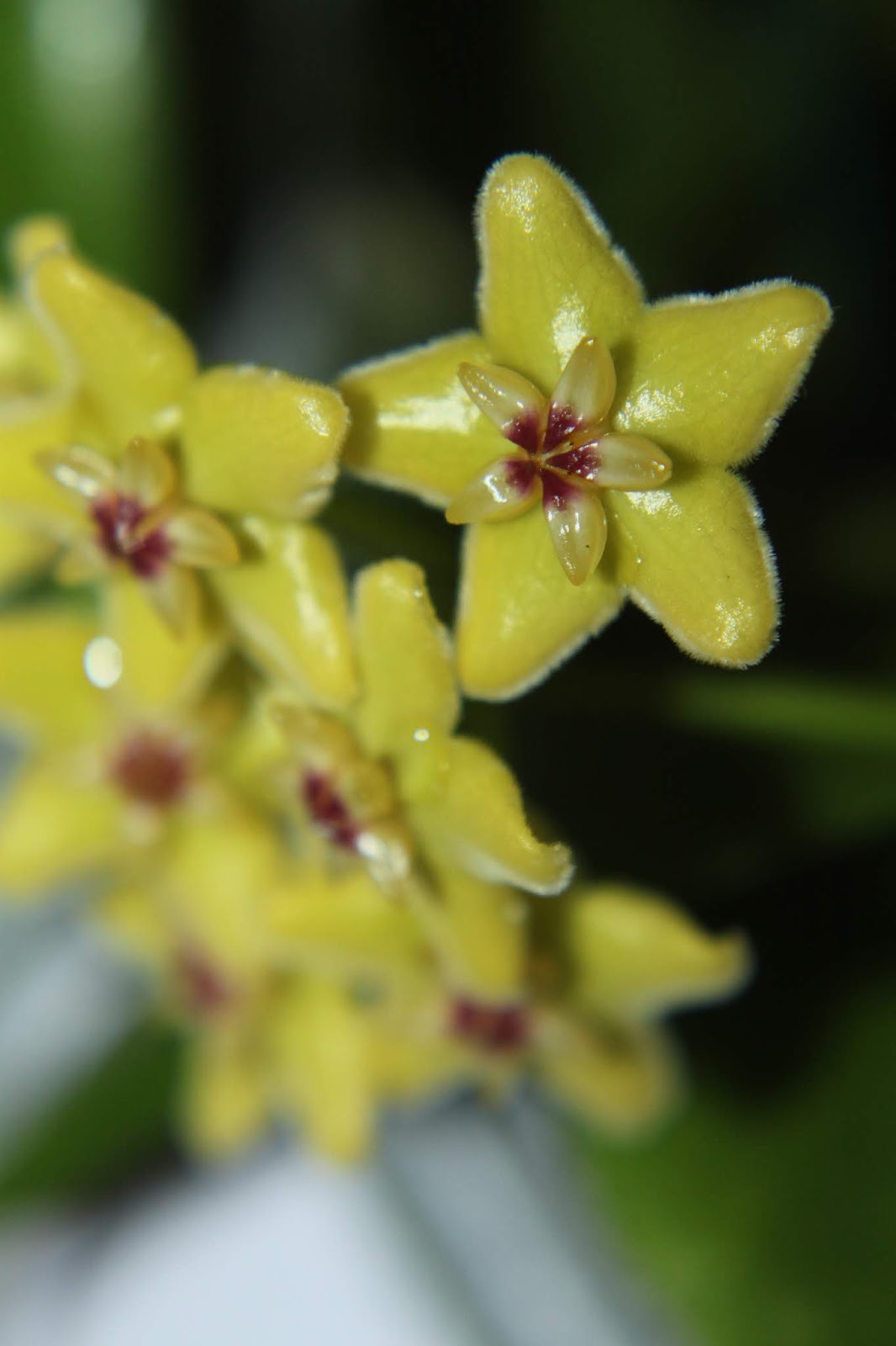 Hoyapassion: Hoya diptera Fiji i obiecanki Hoi kipandiensis