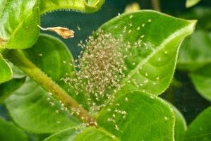 Plagas de Jardin: acaros arañas