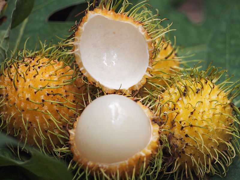 Naturaleza Viva: Rambutan ( Nephelium lappaceum ) conocido como "lichi ...