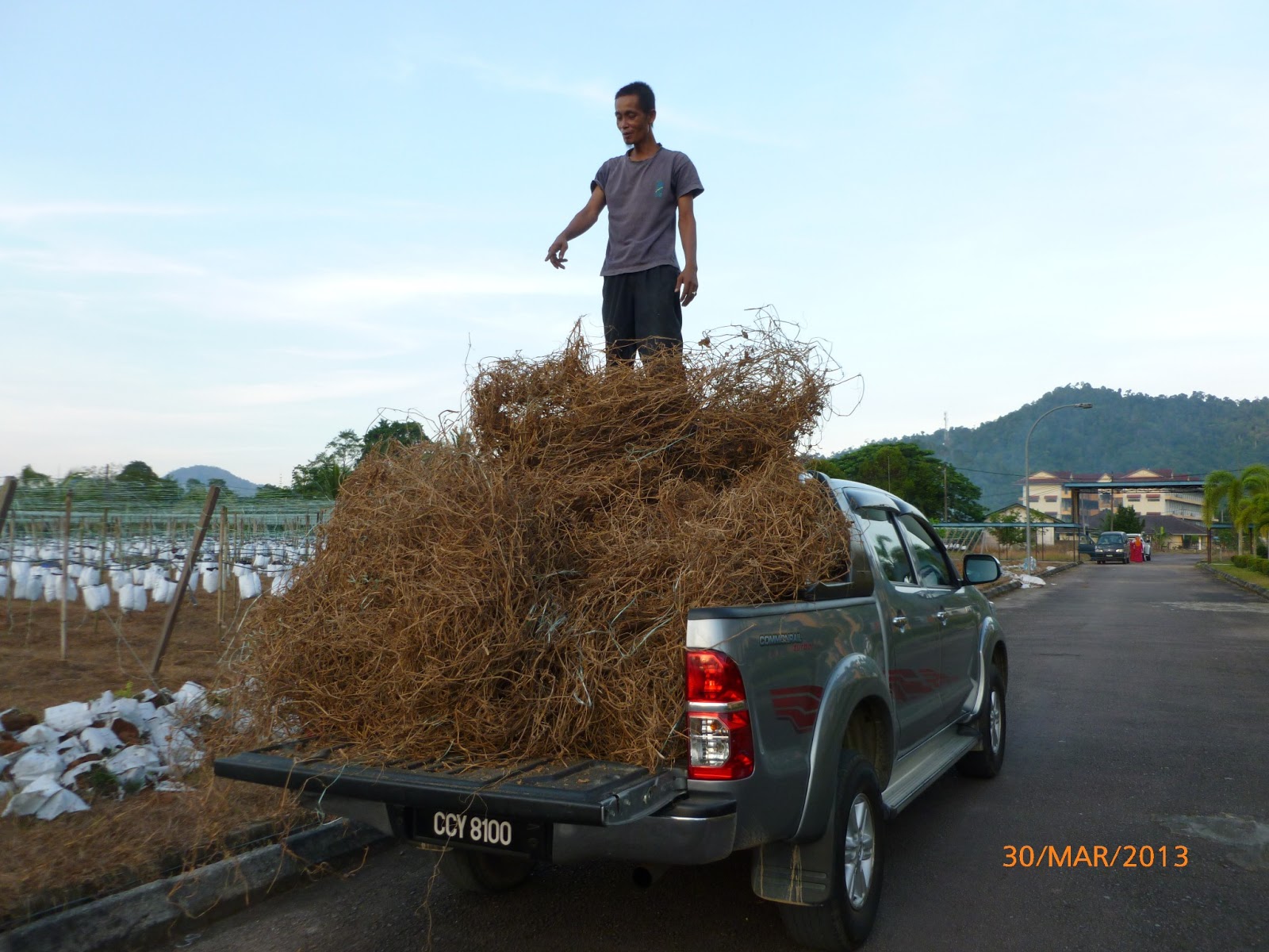 OBO: Projek Tanaman Timun Fertigasi Terbuka Di SMK Kuala Jengal, Dungun ...