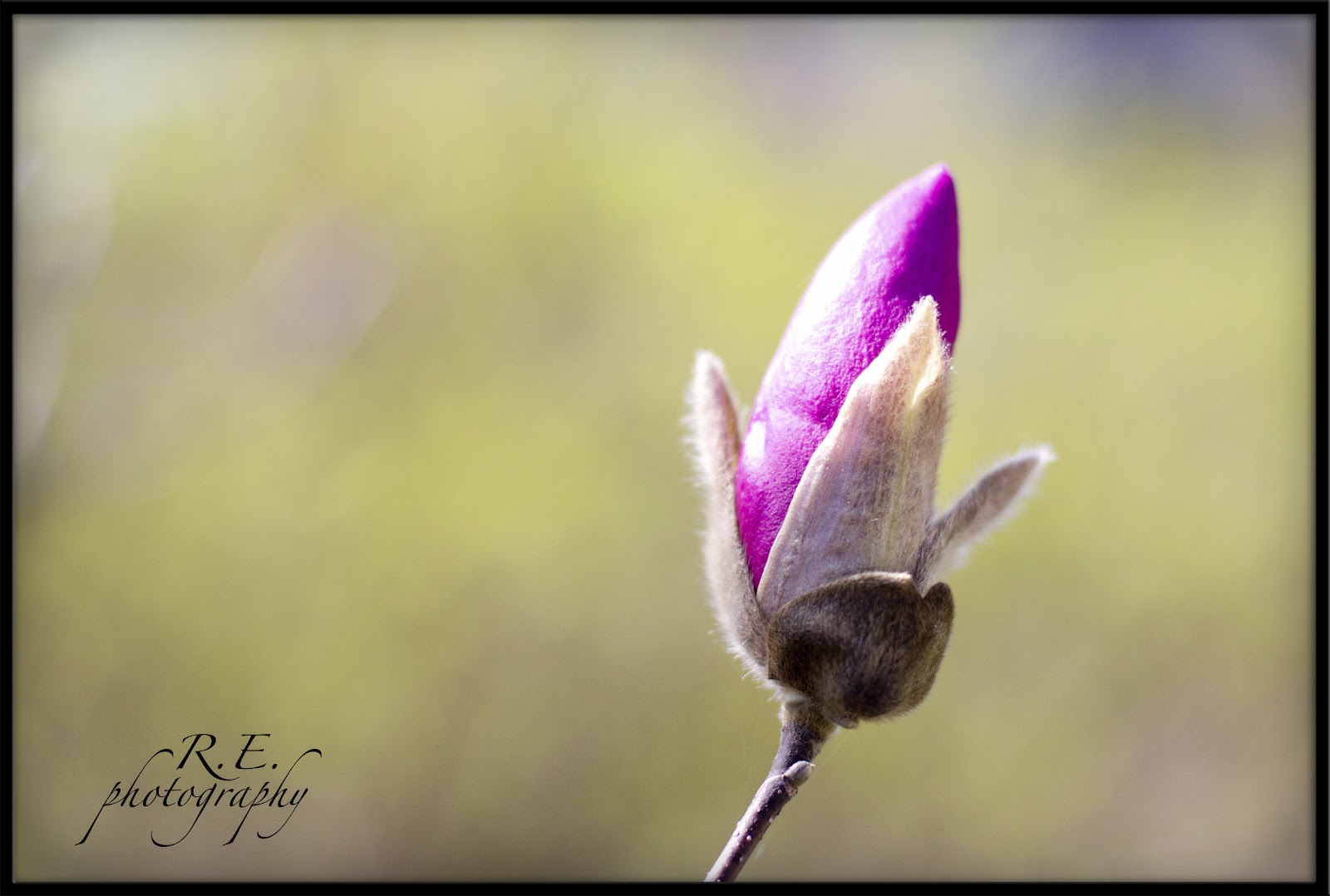 R.E.Photography: New Life