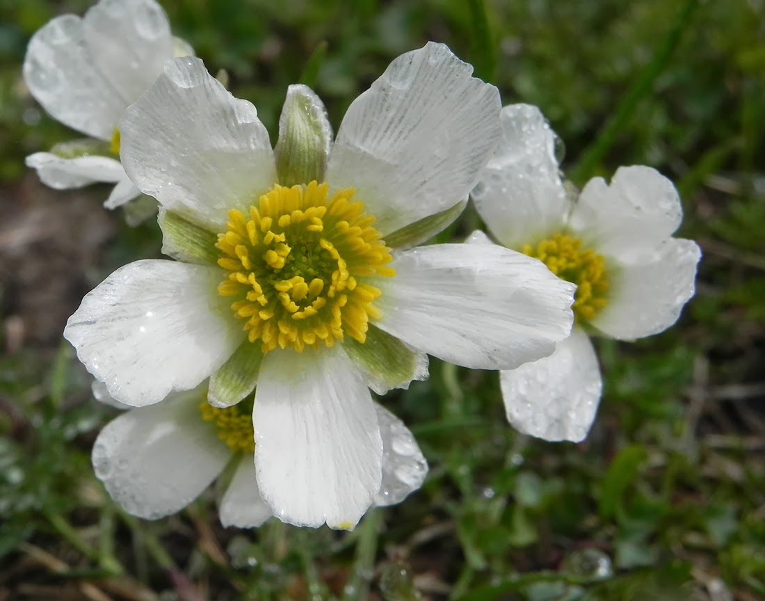FLORA DE PIRINEOS: Ranunculus amplexicaulis L (Puerto del Portalet ...