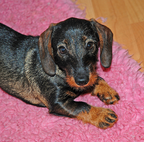 Despre caini: Teckel