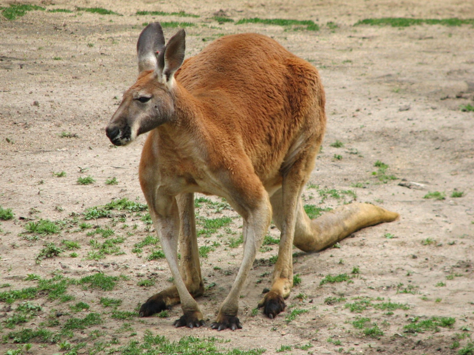 Kangaroo - HD Wallpapers | Earth Blog
