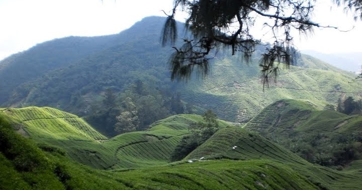Tip dan tempat menarik di Cameron Highlands, Pahang - OhVacay.Com