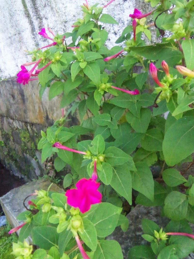 Bunga di Tepi Jalan | Kidung Kinanthi