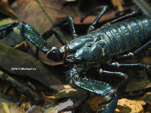 The rainforests of Borneo & Southeast Asia: Revisiting Sangon crab ...