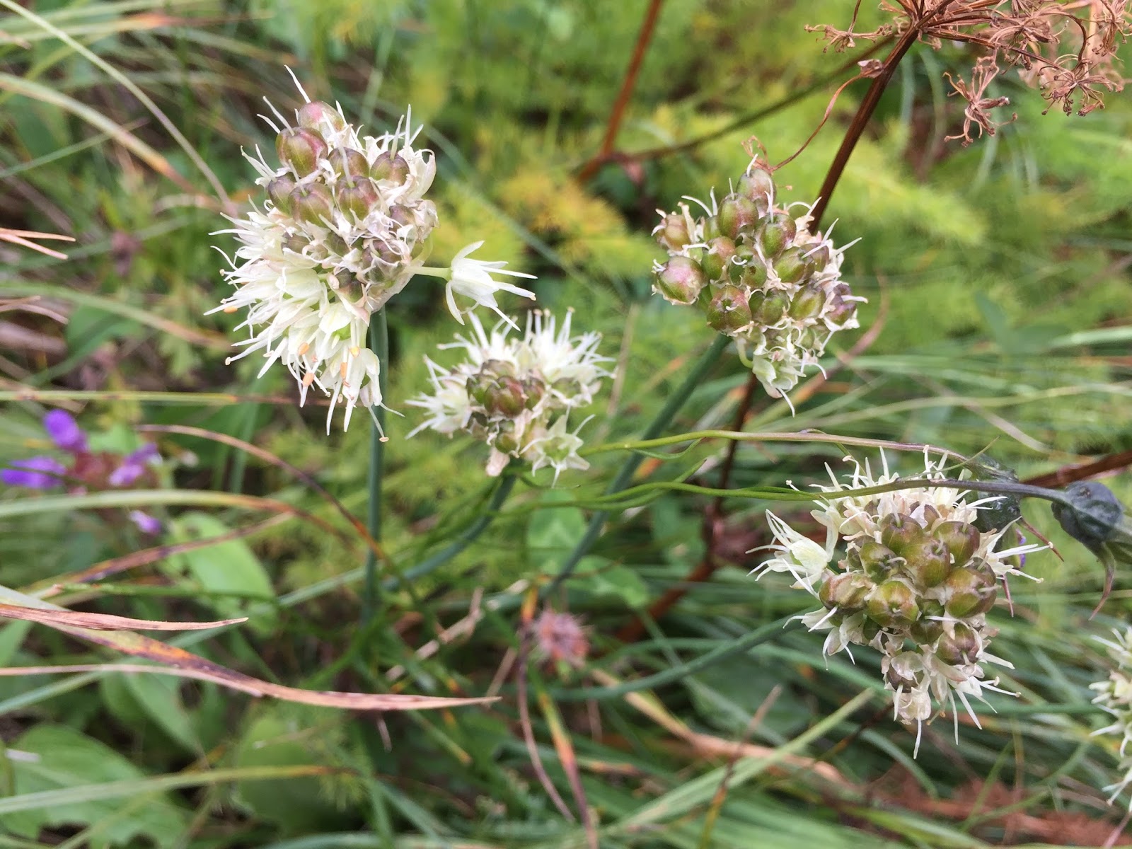 TravelMarx: A Five-Day Mountain Hut to Mountain Hut Hike in Triglav ...